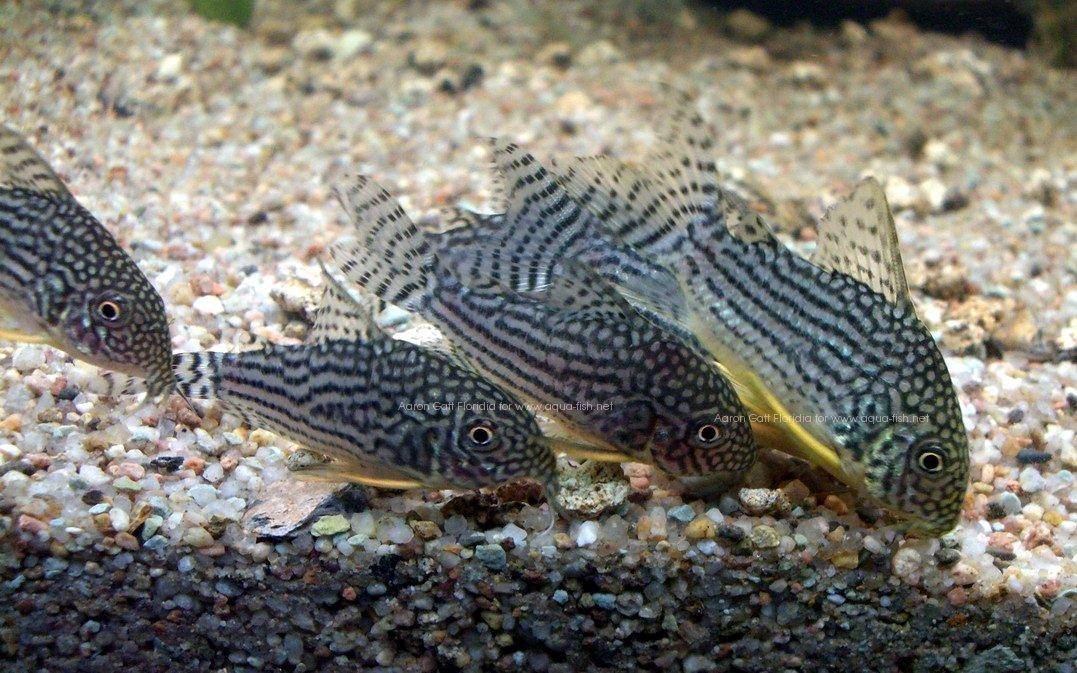 How to care for Sterba's cory (Corydoras sterbai)