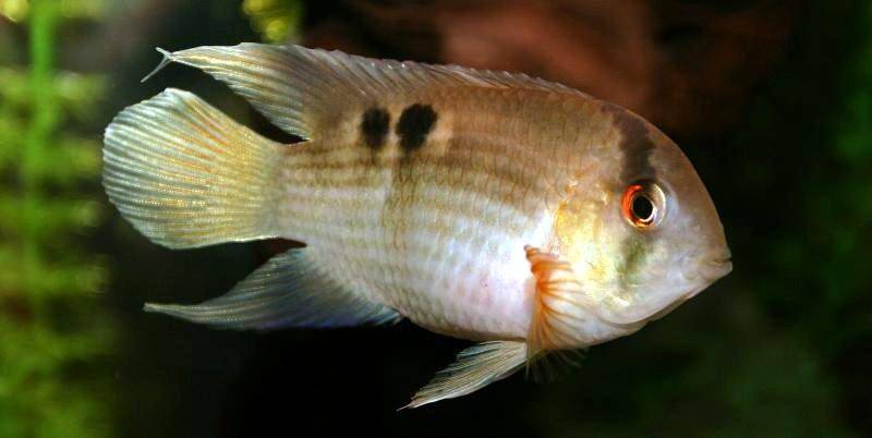 A guide on keeping Keyhole cichlids (Cleithracara maronii)