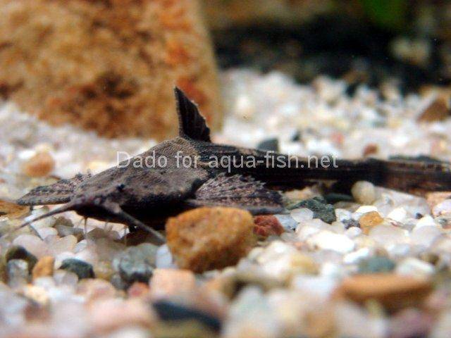 How to care for Banjo catfish (Bunocephalus coracoideus) with images
