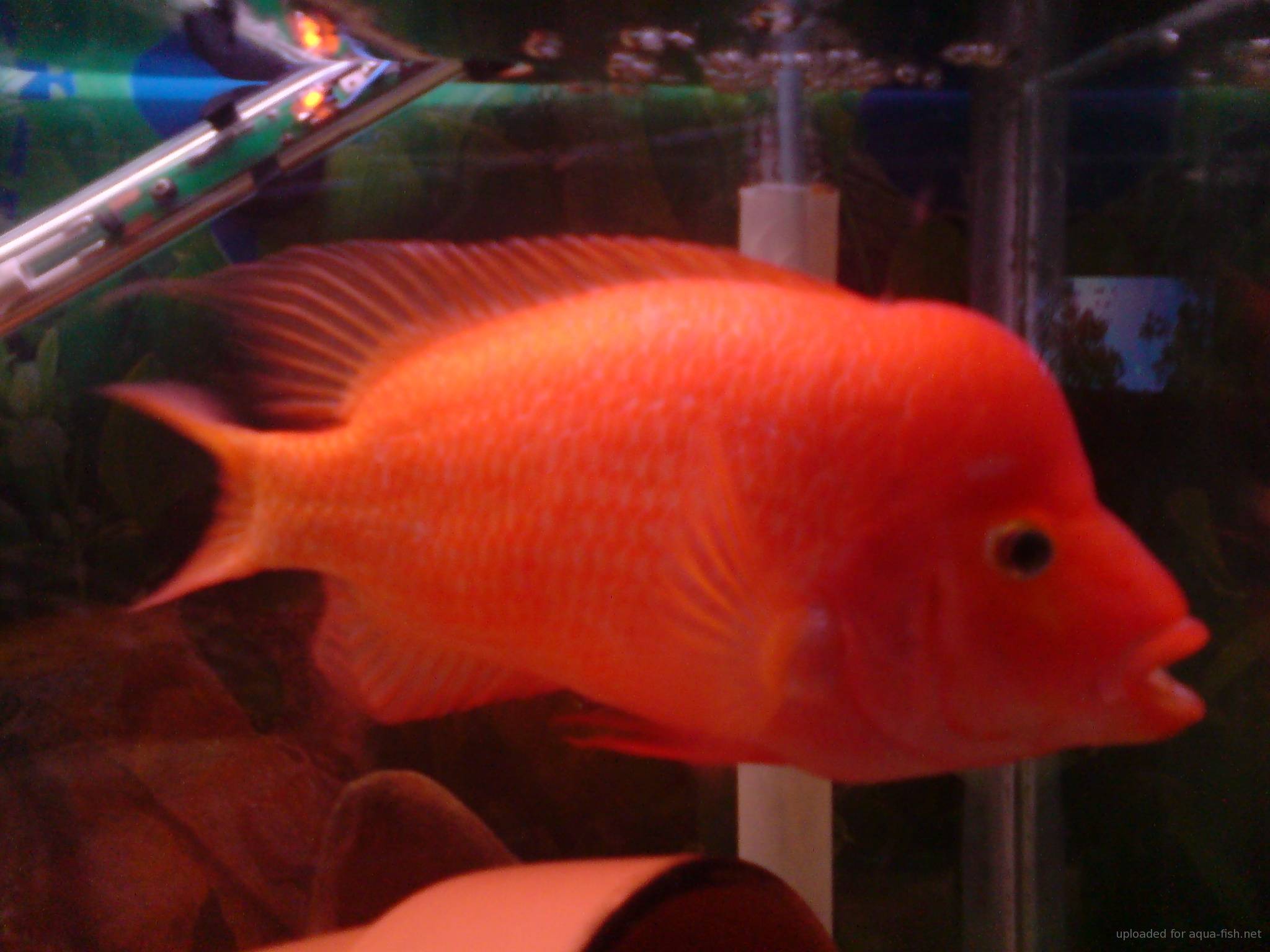 How to care for the Red Devil cichlid